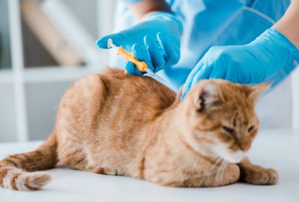 Entenda o que é e como funciona o microchip de identificação animal ...